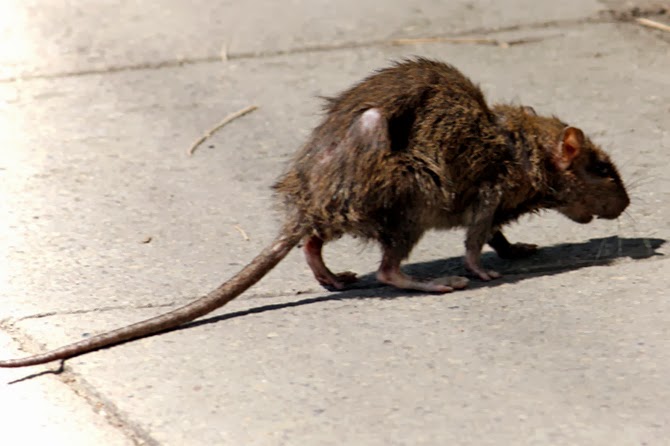 Balkanski Zabavnik: Hit u Vijetnamu: Pacovi pečeni na roštilju