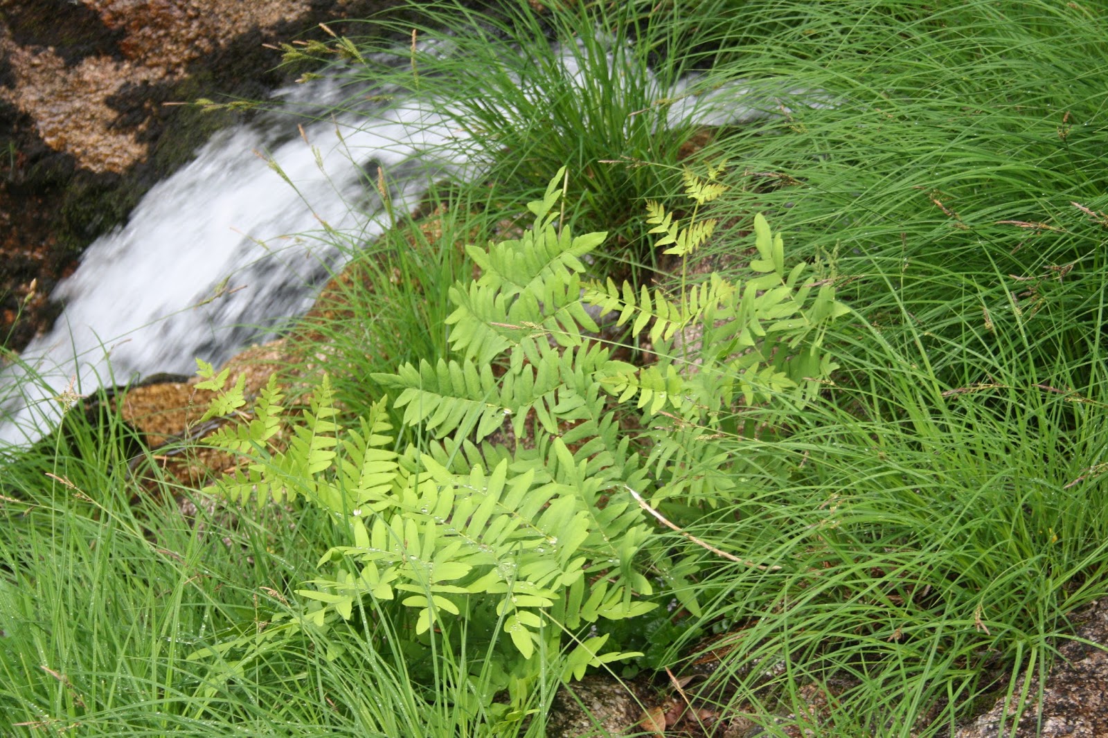 Plantas: Beleza e Diversidade: Feto-real (Osmunda regalis)