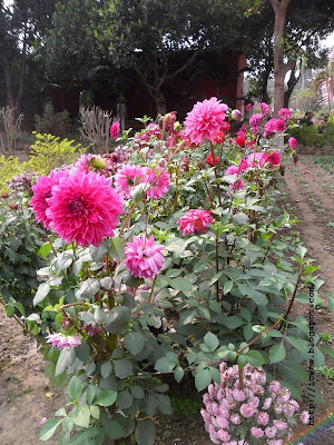 Dahlia Flower(ডালিয়া ফুল) - Dahlia x hybrida