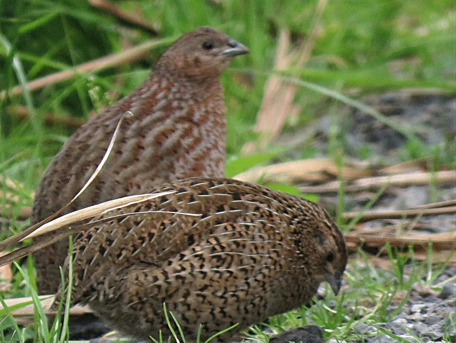 Bird & Travel Photos, Birding Sites, Bird Information: BROWN QUAIL ...