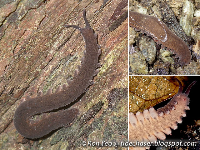 tHE tiDE cHAsER: Classification of Animals (Kingdom Animalia) for Beginners