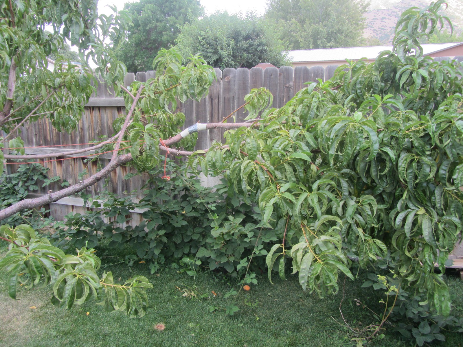 Mashed Potatoes and Crafts: Reparing Broken Fruit Tree or Peach Tree ...