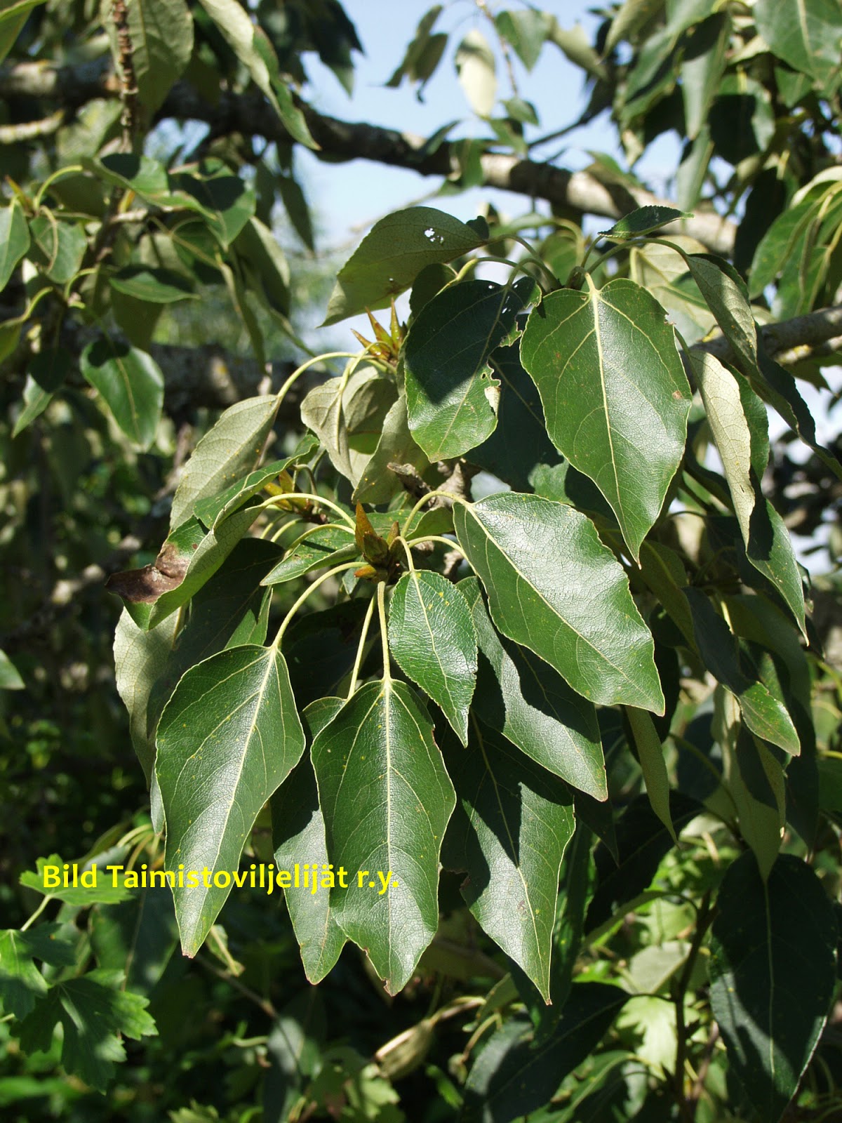 Sol och grönt: WIPLANT julkalender lucka 11, Popplar