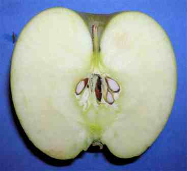 A Simple Explanation of Absolutely Everything: Toroidal Patterns in Fruit