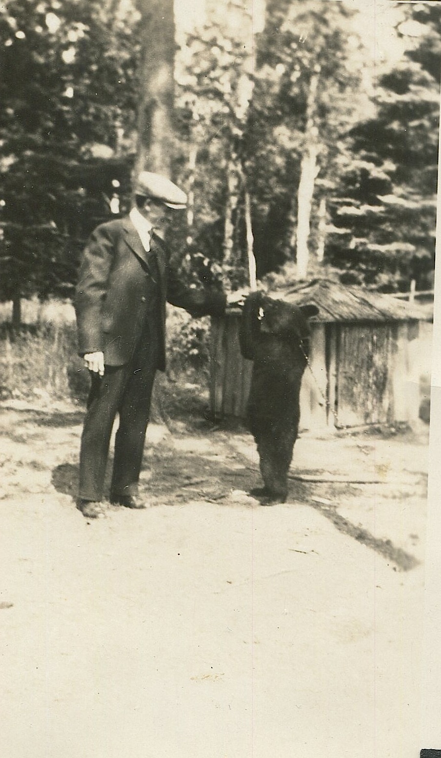 Dull Tool Dim Bulb: Three Begging Bears Snapshots Collection Jim Linderman