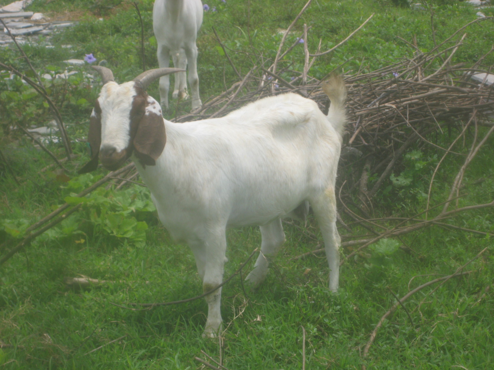 Goodie and Cheapie: KAMBING GOAT PURE BREED BOER MALE AND FEMALE