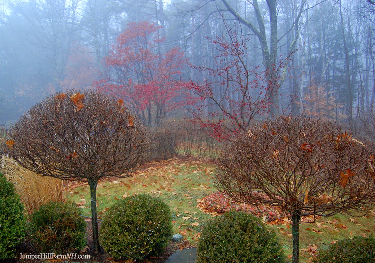 Juniper Hill: So Long, November