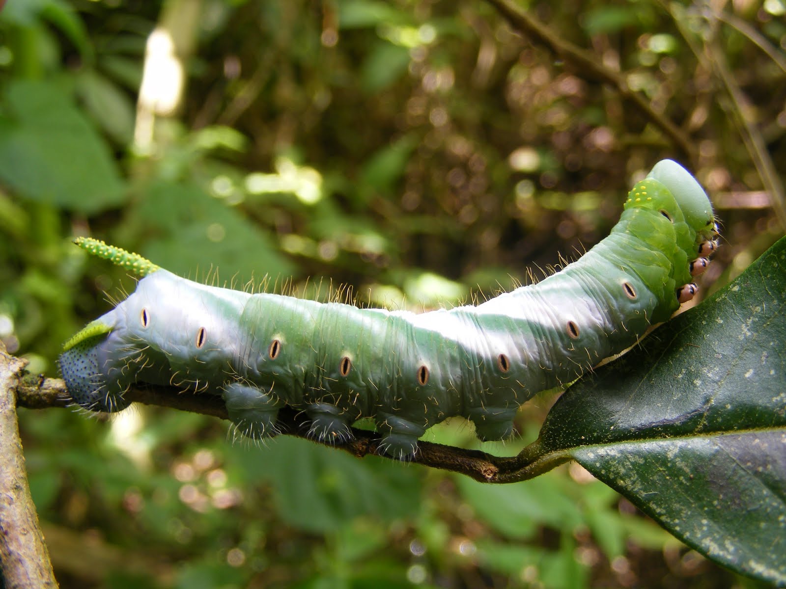 Caterpillar of the Day: Neococytius [cluentius?] | Caterpillar Eyespots