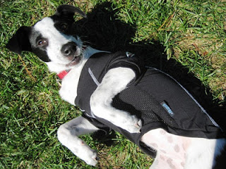 Is the Official Dog of Fresh-scraped Vellum a Dire Wolf? - Joseph ...