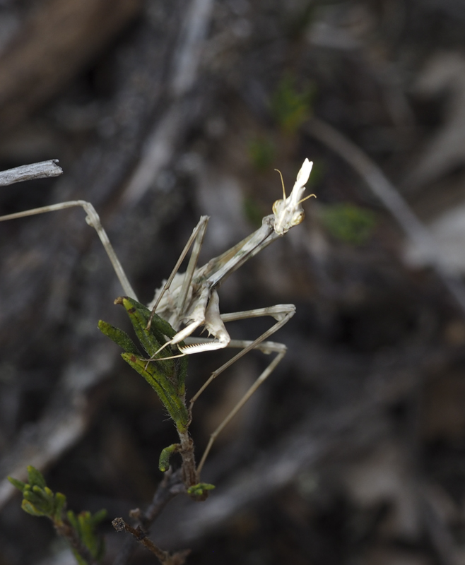 Paseos por la naturaleza: Empusa pennata. Mantis palo.
