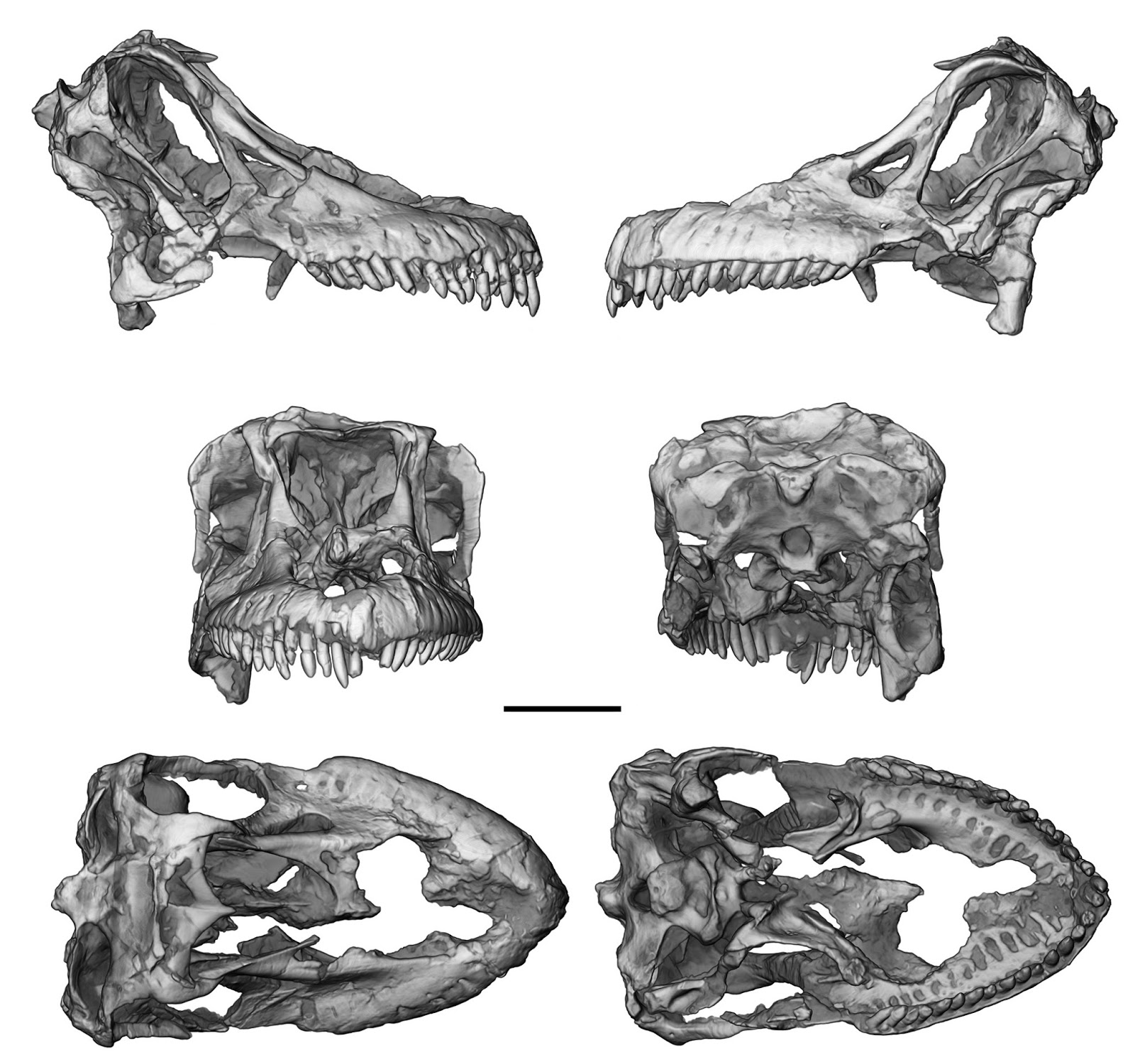 Paleosur: A Basal Lithostrotian Titanosaur with a Complete Skull from ...