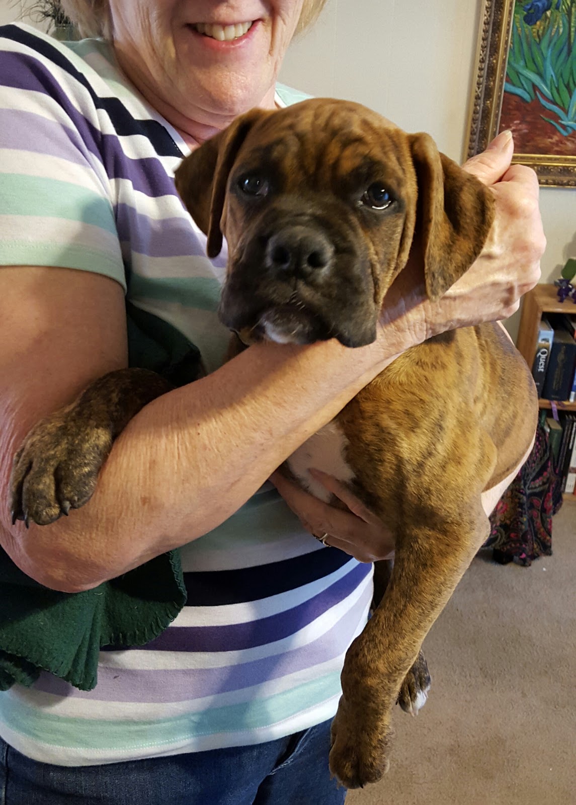 Cocoa & Tiger's Brindle Boxer Babies: Jackie Chan