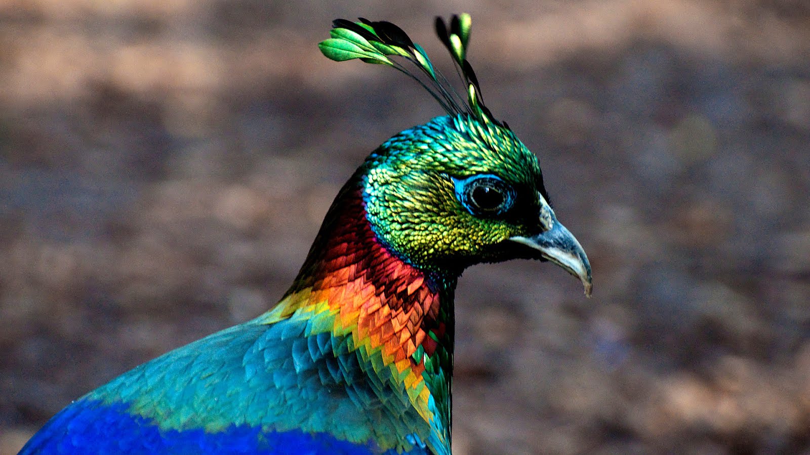 California condor - Endangered Bird - Danger Choices
