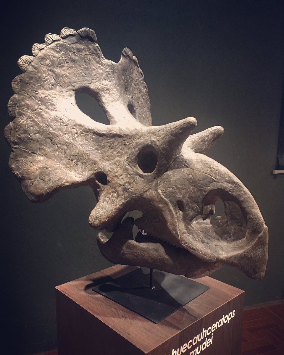 Species New to Science: [Paleontology • 2017] Yehuecauhceratops mudei ...