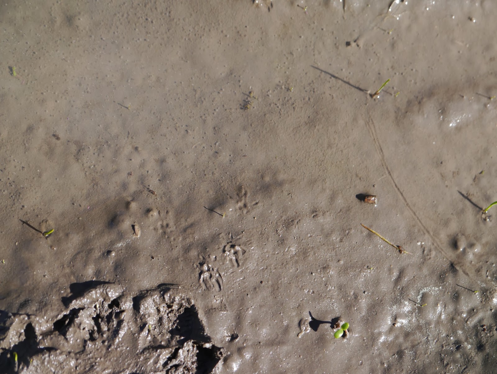 The Gleewoman's Notes: A Quilt of Moments-Between-Words: Newt-Track ...