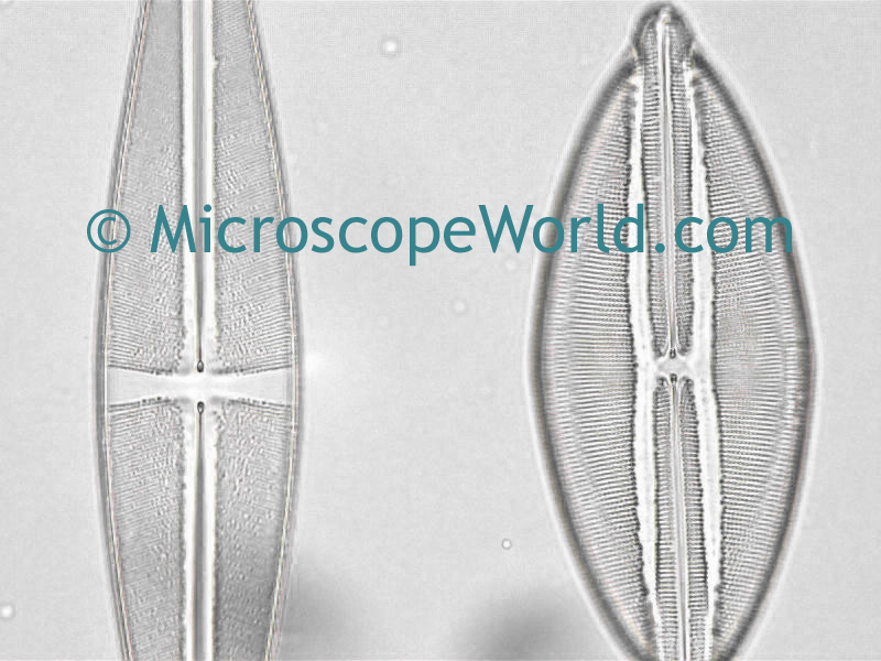Microscope World Blog: Diatoms