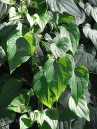 Medicinal Plants in India: Dioscorea deltoidea roots for sale