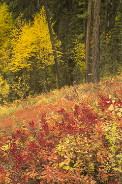 Nick Fucci Outdoor & Nature Photography