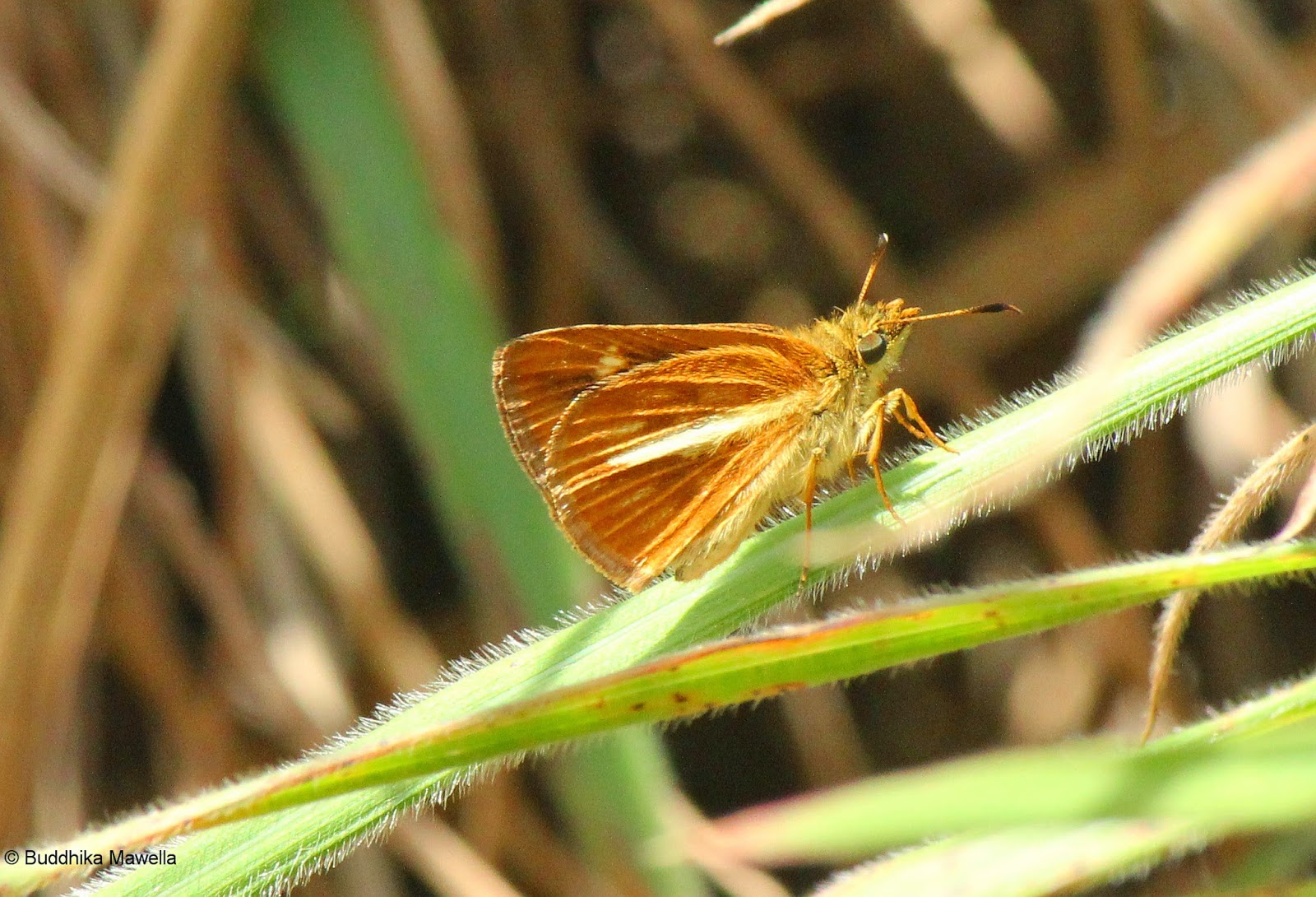 Lanka Nature Summary: Sri Lankan Hedge Hopper (Baracus vittatus vittatus)