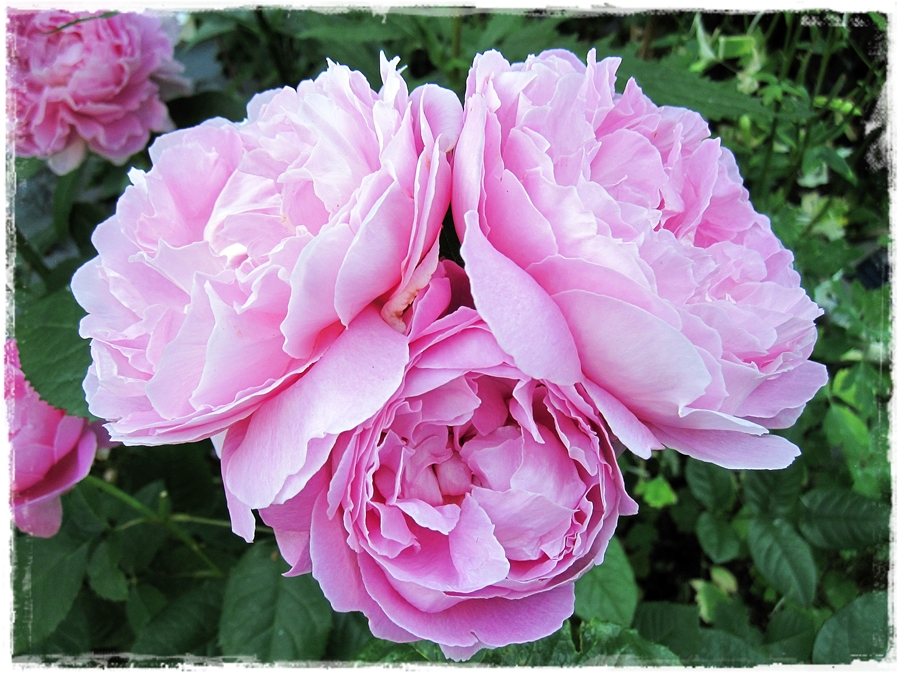 Mammasblommor: Mary Rose