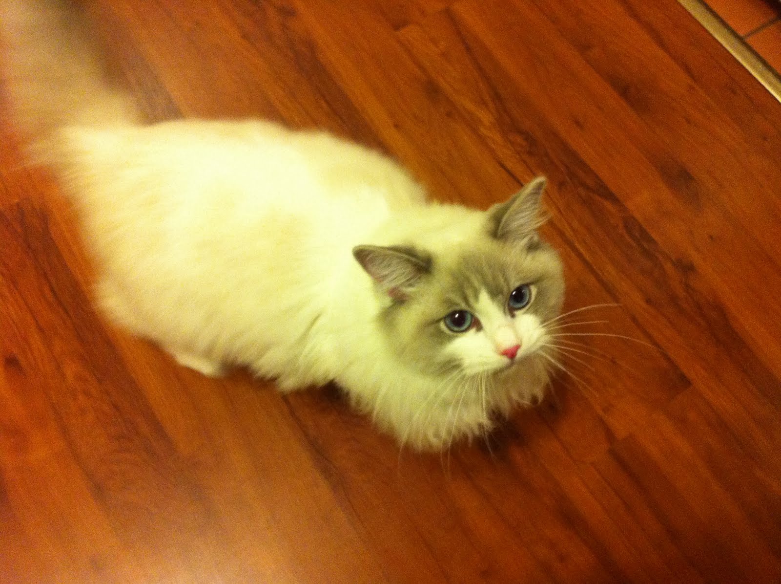 Catsparella: It's Caturday!