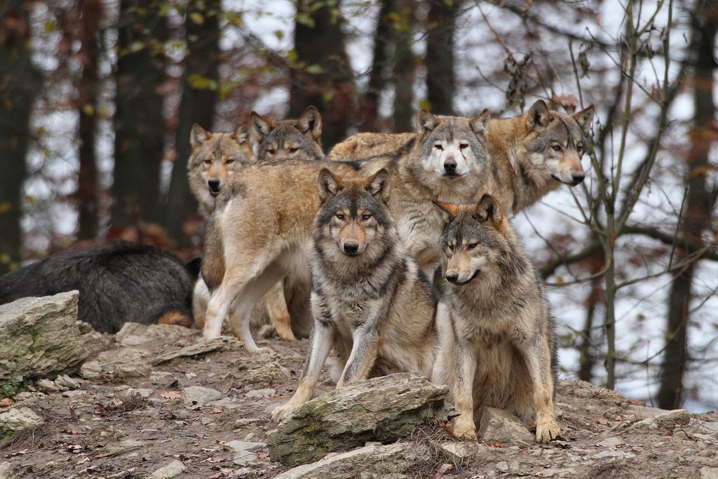 White Wolf : 10 Reasons Why Wolves Are Actually Really Lovable