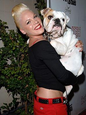 Cantante Pink dona miles de dólares para salvar a un perro - Seamos Mas ...