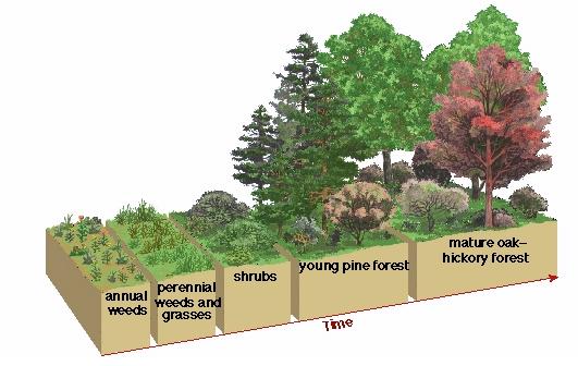 Water Pollution Effects Blog 2015: Examples of ecological succession