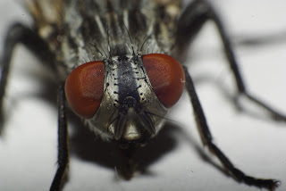 EL OJO DE SAUROOM: Macro de un moscón