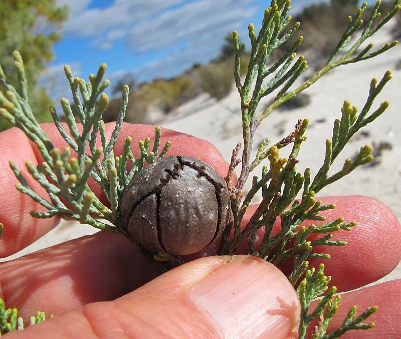 Esperance Wildflowers: Callitris columellaris - White Cypress Pine