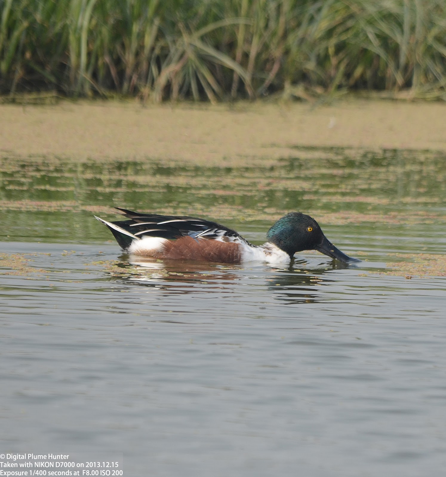 Hunting Digital Plumes in the US and Beyond: Birding the Extraordinary ...