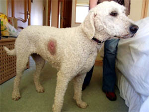 Four legged friends (and enemies): Warning to dog walkers after ...