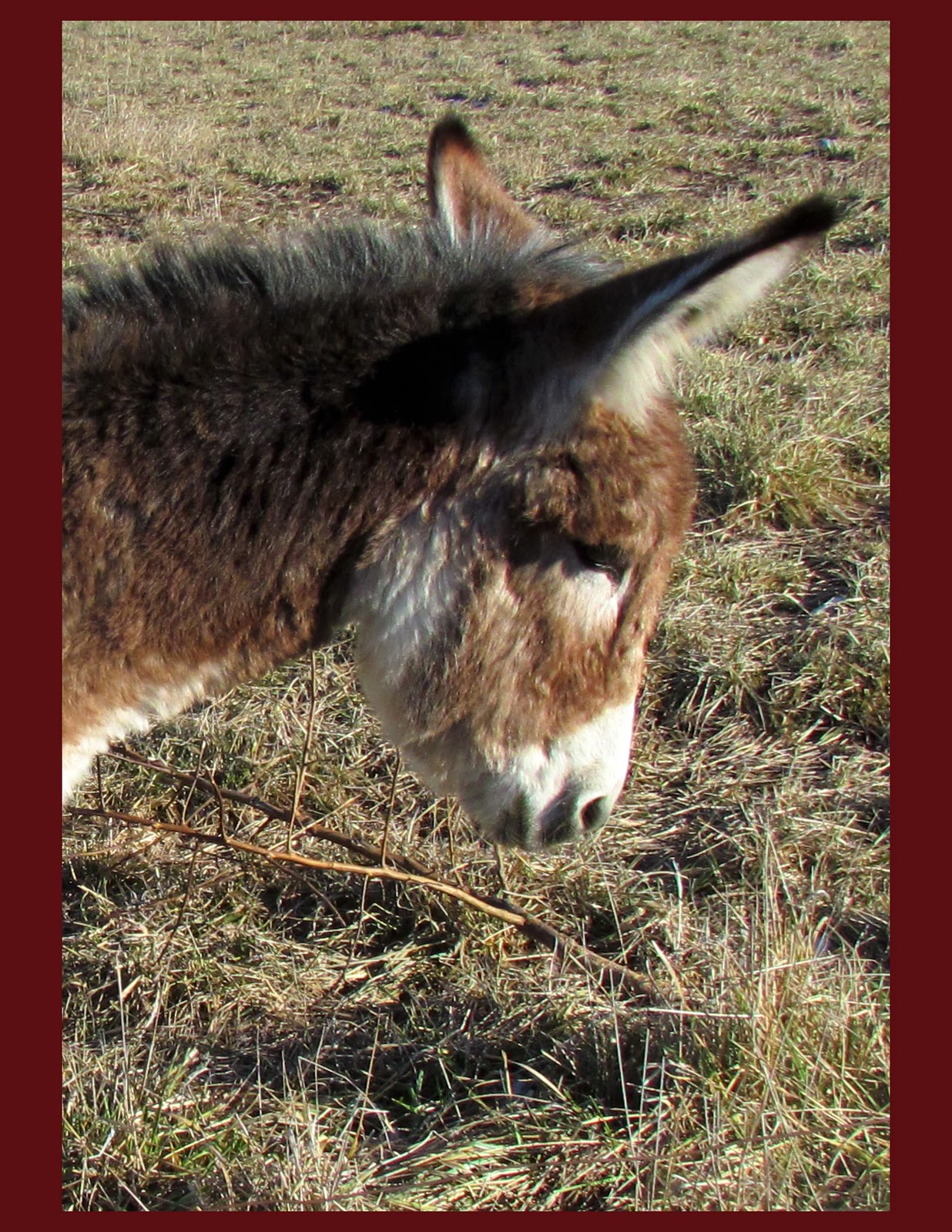 troadoes: Sweetest Donkey, er, Burro, uh, Ass, --Coyote Watchdog