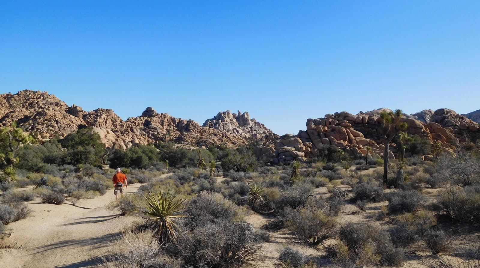 Metamorphosis Road: Joshua Tree's Willow Hole Trail