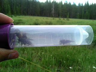 Arterial Worm in Moose of Wyoming