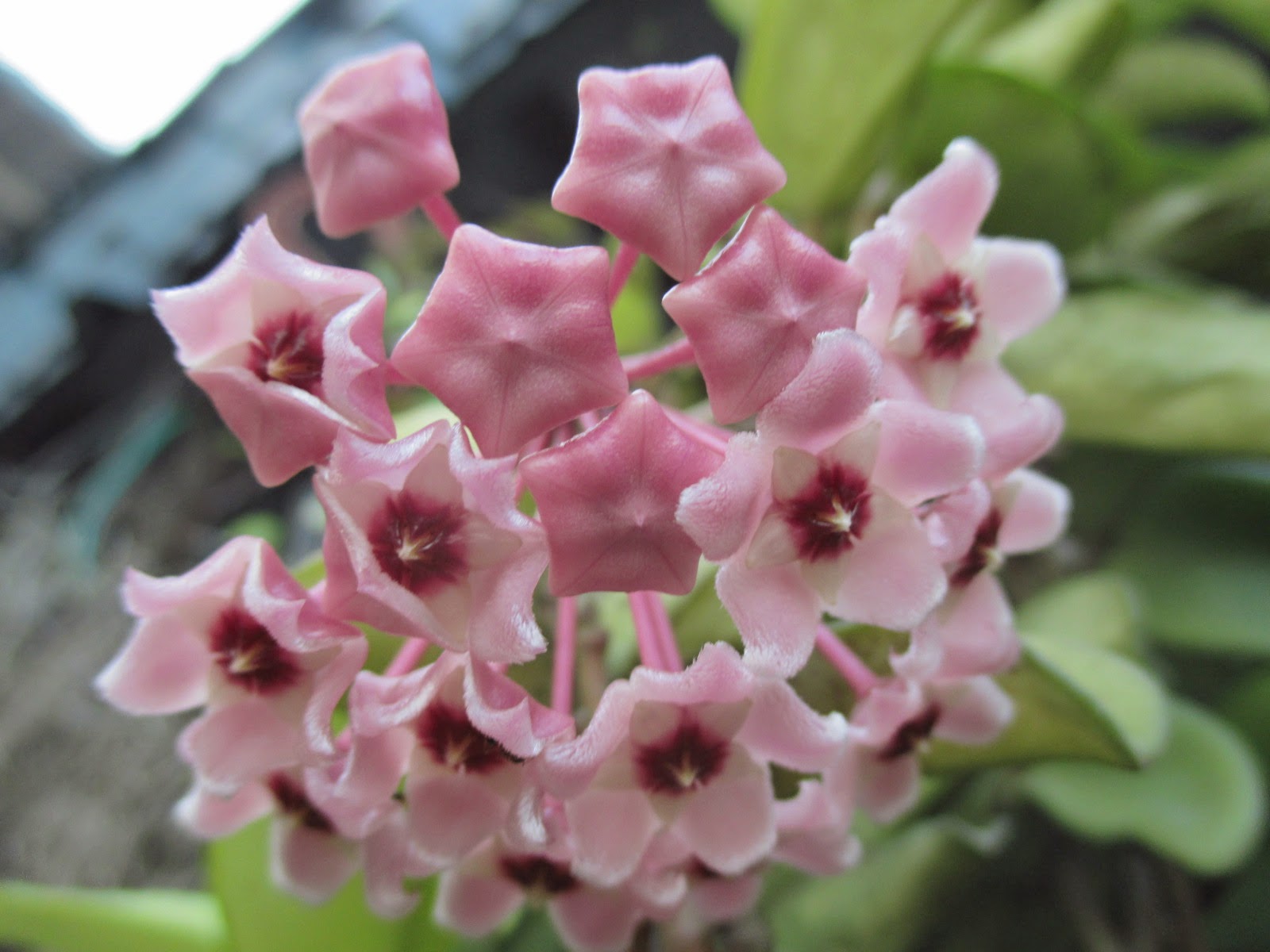 Garden Chronicles of James David: Hoya & Eria Orchid