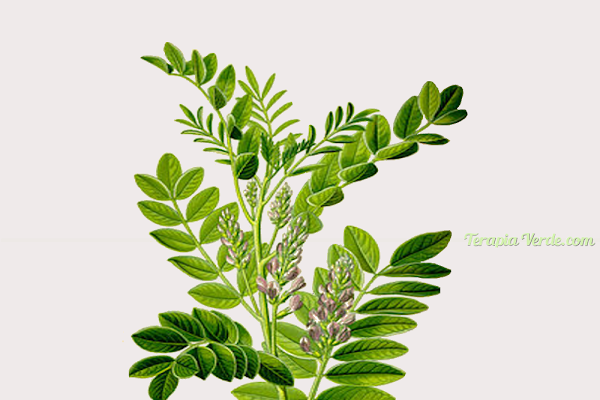 Benefícios do Alcaçuz | Terapia Verde