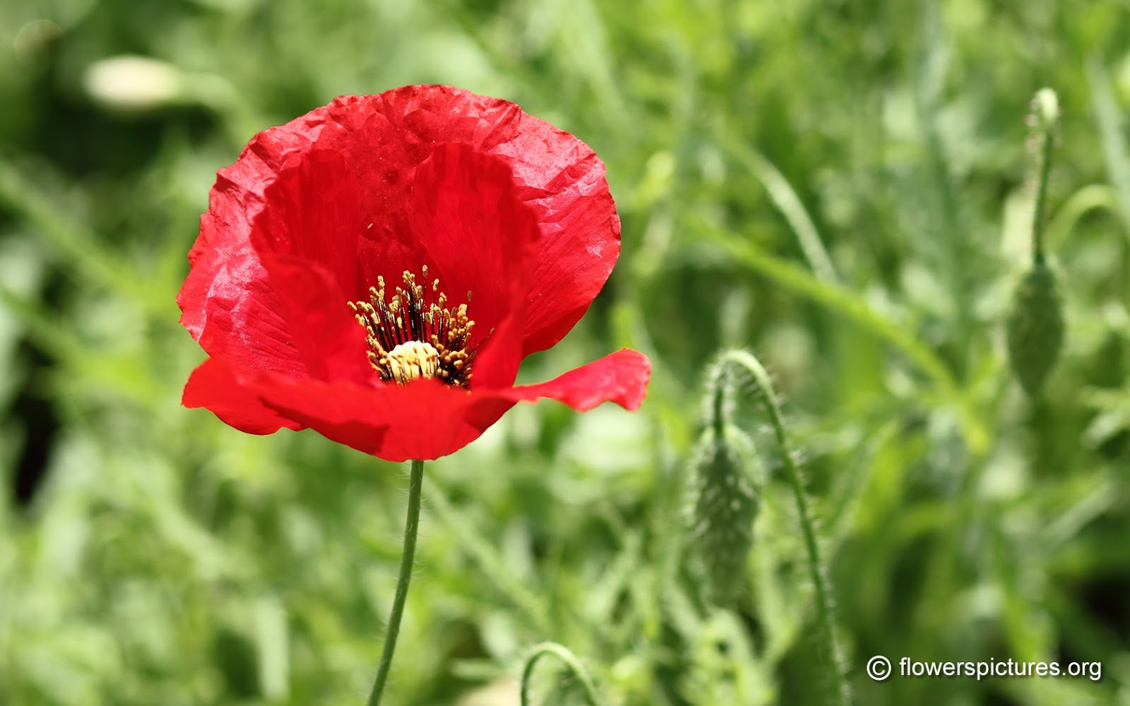 Mak divlji ili Turčinak (Papaver rhoeas L.) - Narodno liječenje biljem