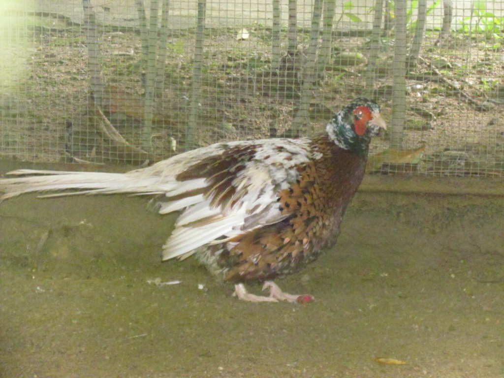 PDK SELAYANG / CBR SELAYANG: PDK Selayang : Lawatan ke Taman Rusa Krau ...