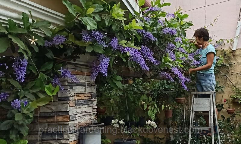 Practical Gardening: Intense Flowering of the Sandpaper Vine (Petrea ...