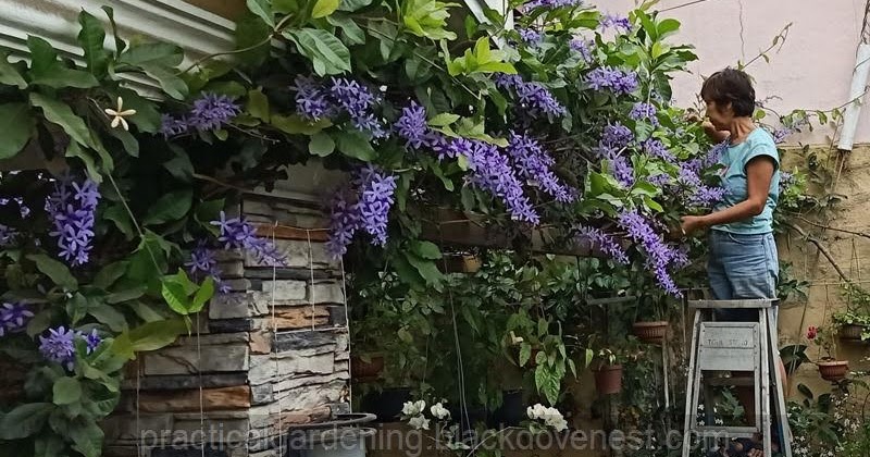 Practical Gardening: Intense Flowering of the Sandpaper Vine (Petrea ...
