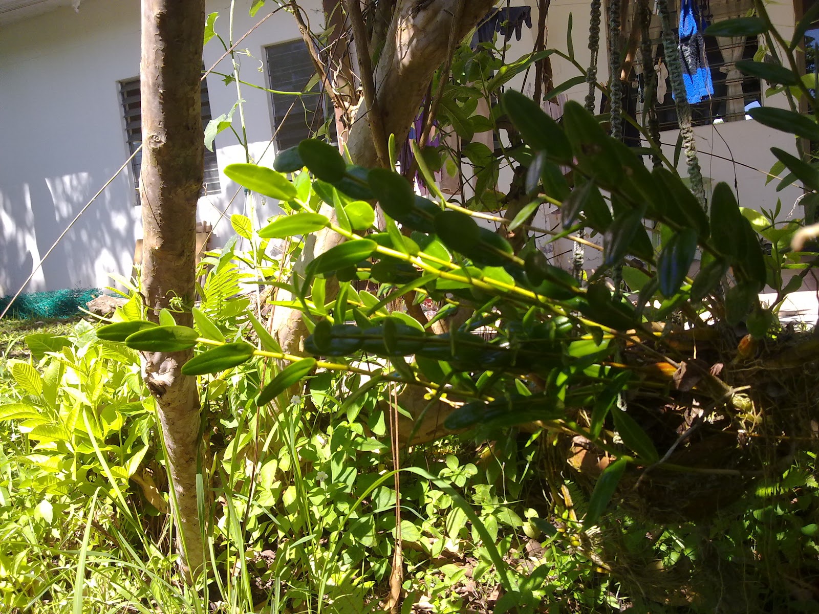 Full House Orchid: Orkid merpati - Dendrobium crumenatum