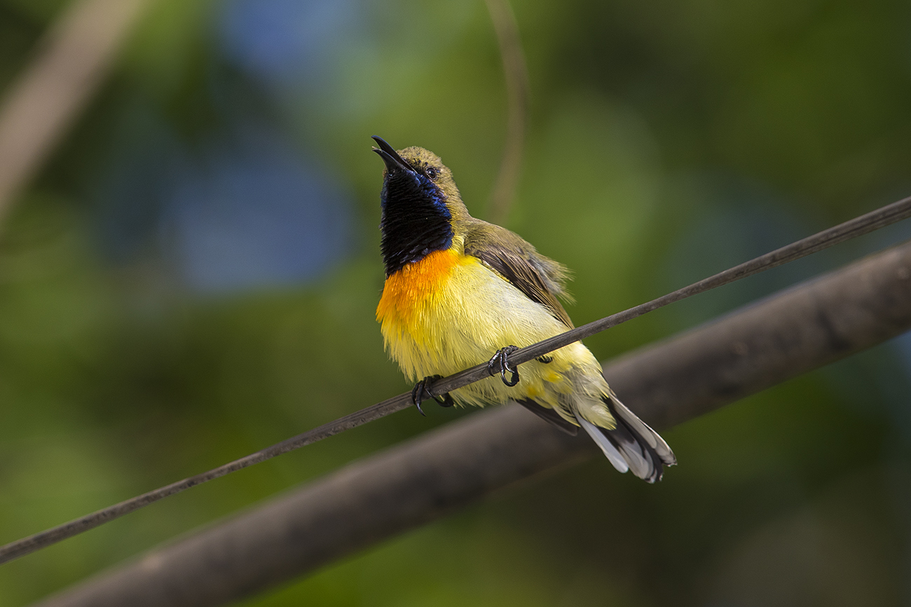 As The Crow Flies - a Hong Kong Birding Blog: Philippines - Palawan ...
