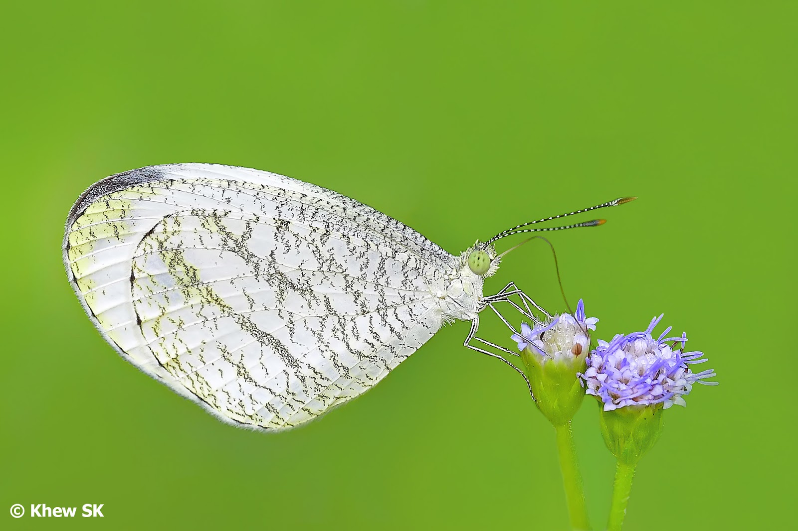 Butterflies of Singapore: Red and White