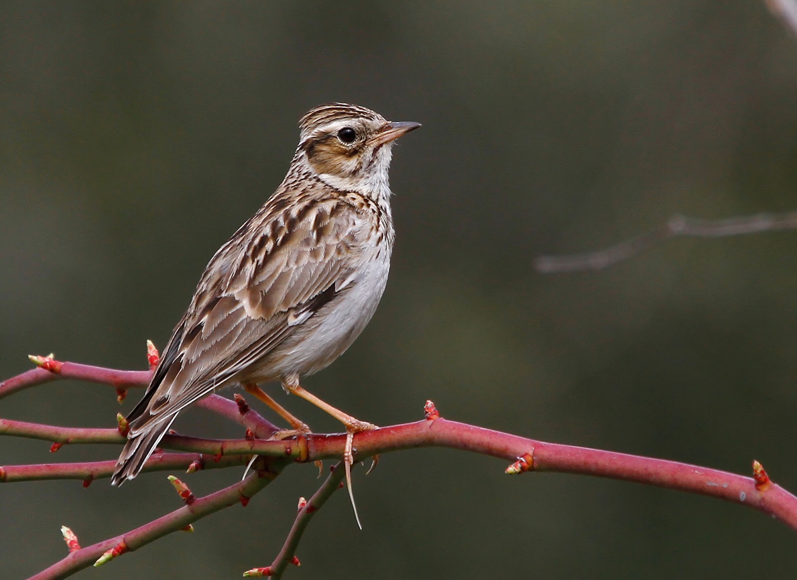 Mirando el campo por el objetivo.: ...Y UN DÍA DE TOTOVÍAS TAMBIÉN....