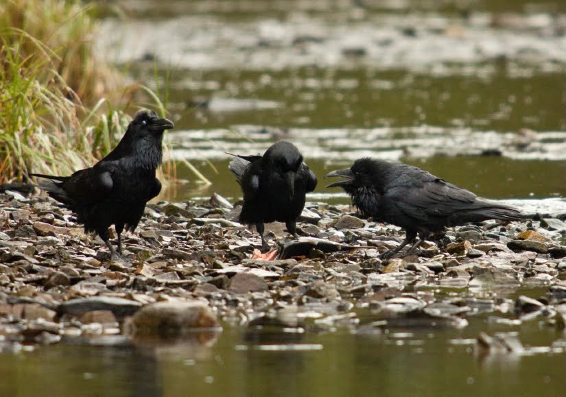 Methow Conservancy: Corvid Course - Class #1 Intro to Corvids