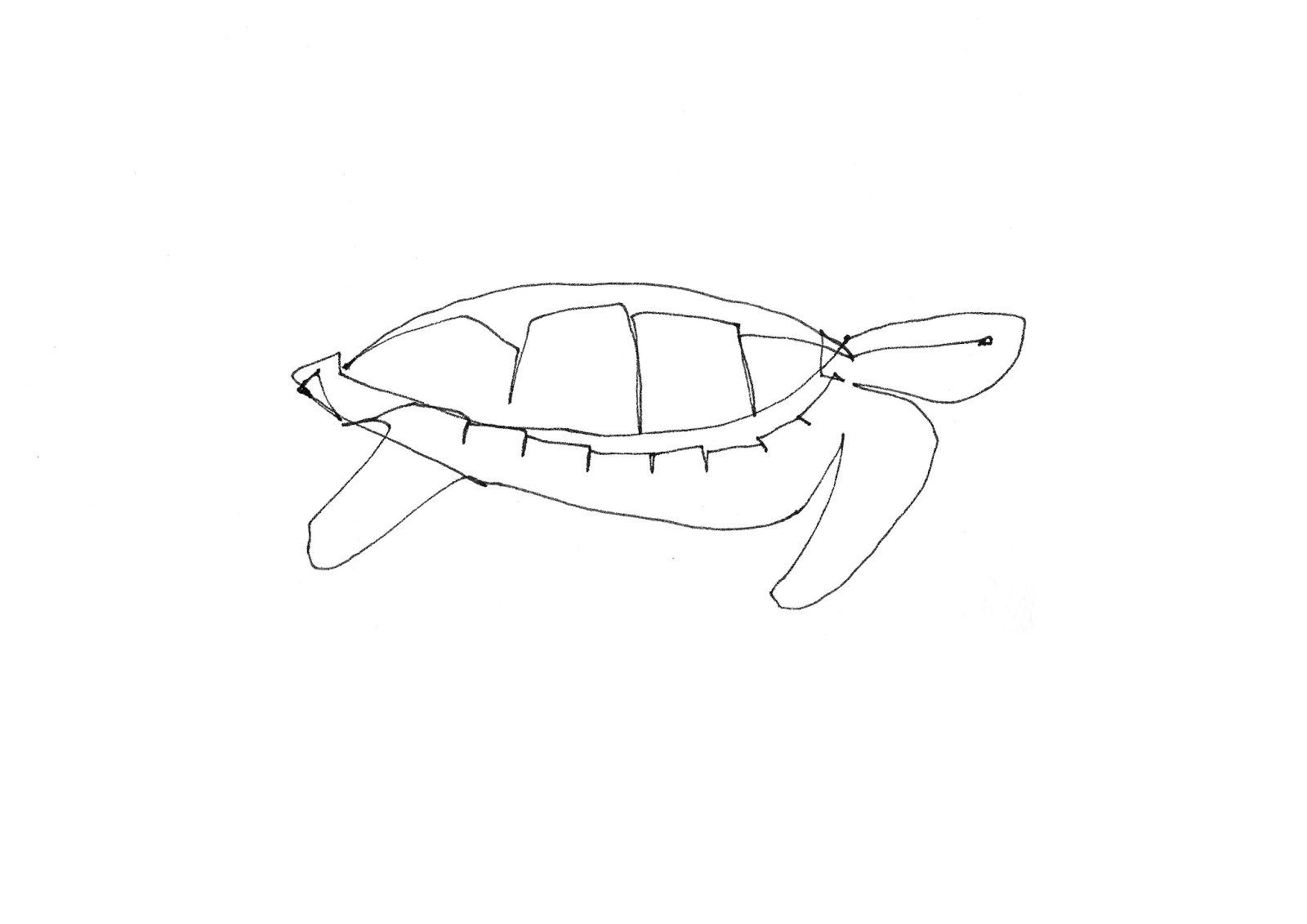 Single Line Drawings: Turtles for Tim