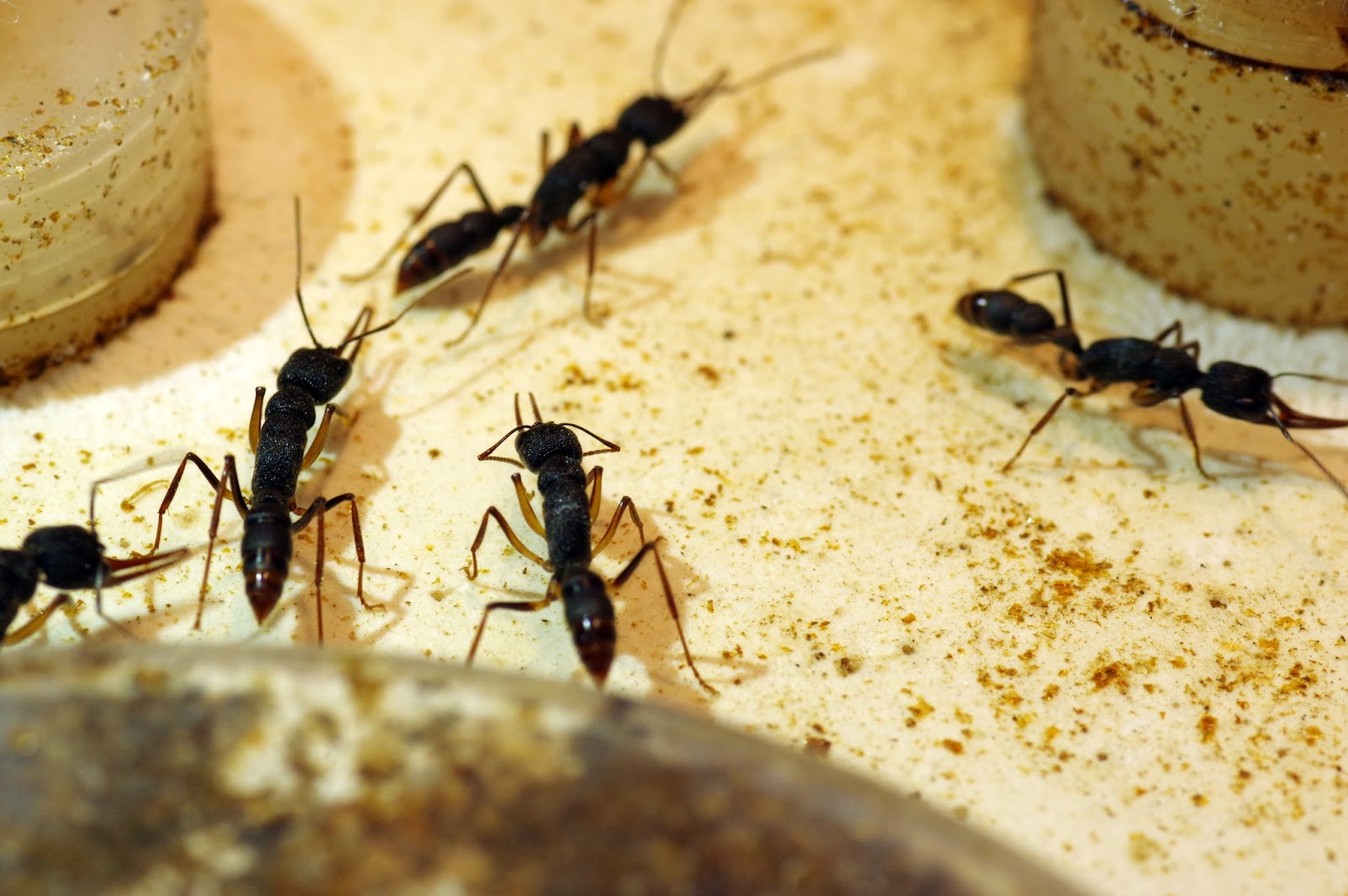 Johnson's bromeliads & falconry: Harpegnathos venator 獵鐮猛蟻