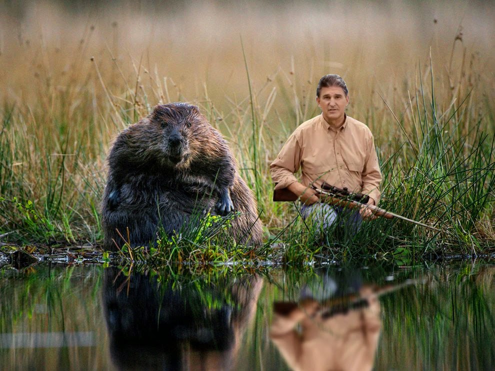 Ohio Valley News: 457 Pound Beaver Elected to West Virginia House of ...