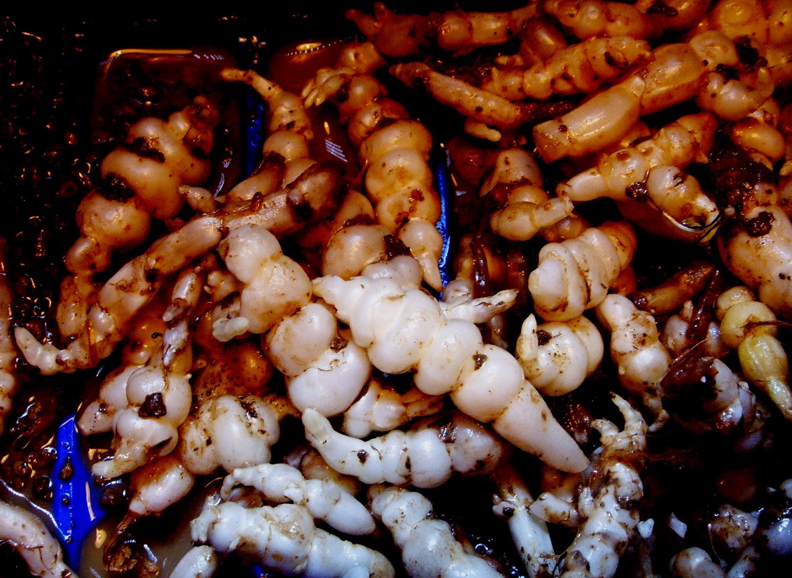 Stella in the Pyrenees : Food: Crosnes de Japon